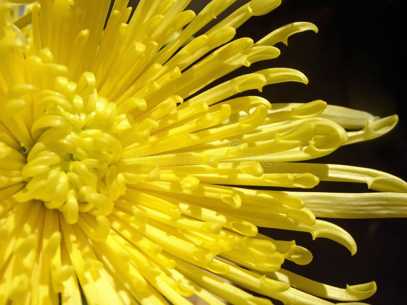 Yellow Mum stock photo. Image of chrysanthemum, flowers - 1250060