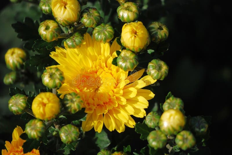Many Beautiful Yellow Mums Ready To Bloom. Stock Image - Image of ...