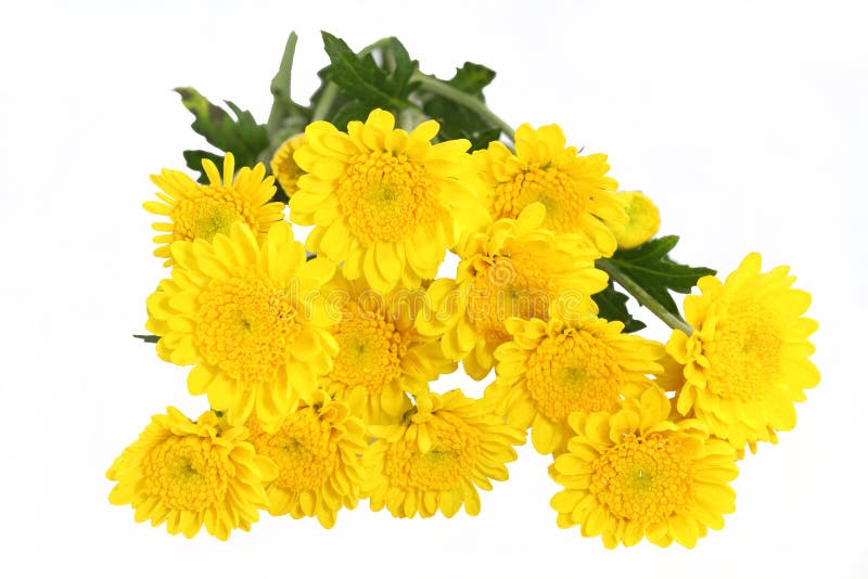 Yellow Mum stock image. Image of close, white, fall, leaf - 6668853