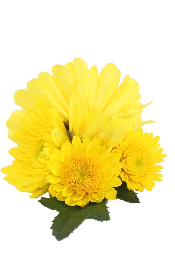 Yellow mum daisy stock image. Image of macro, abstract - 31580023