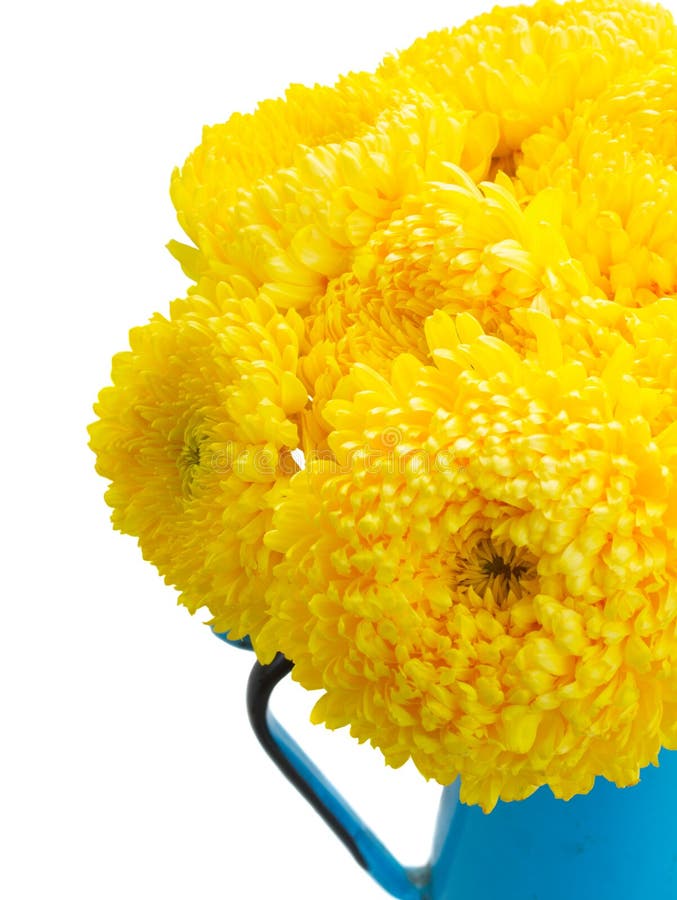 Yellow mum flowers stock image. Image of garden, autumn - 58291725