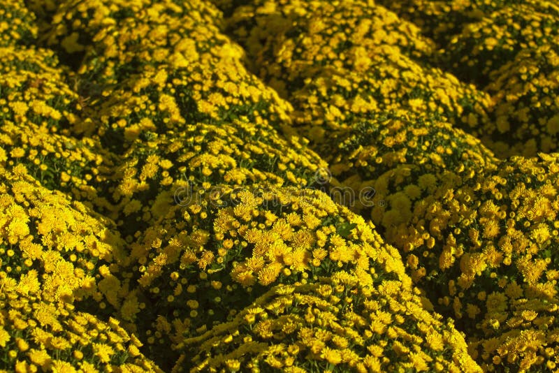 Yellow mums stock image. Image of flower, mums, flowering - 11519671
