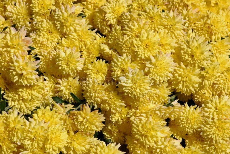 Yellow Mums stock photo. Image of flora, nature, garden - 27927494