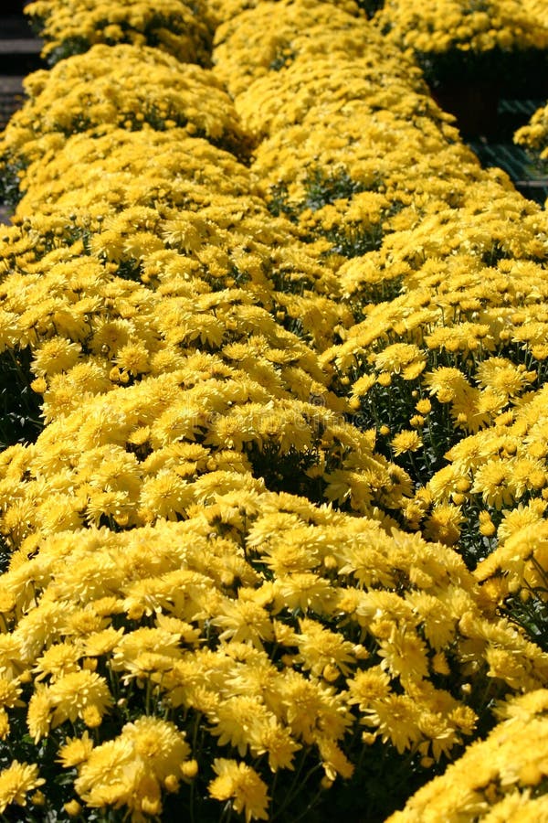 Yellow Mums stock image. Image of blooming, chrysanthemum - 27927511