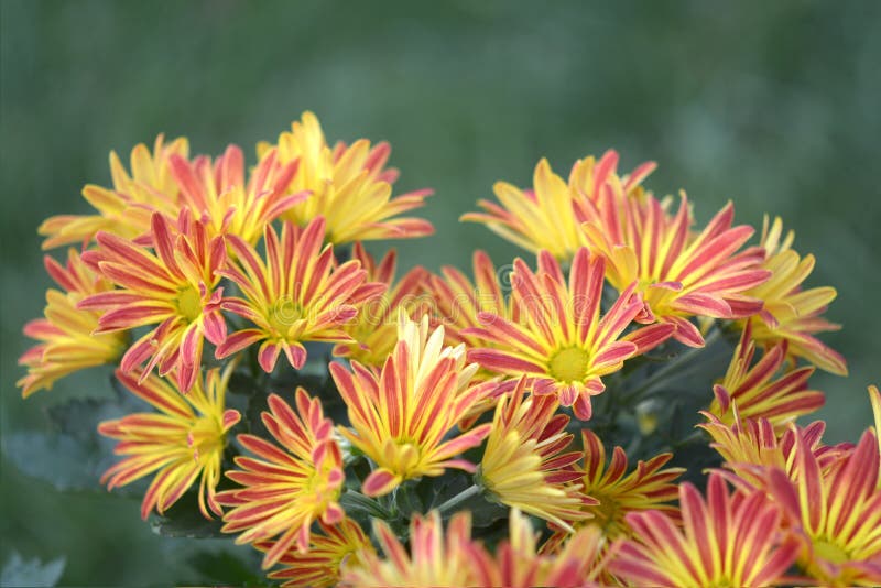 Yellow mums bed stock photo. Image of chrysanthemum - 171631414