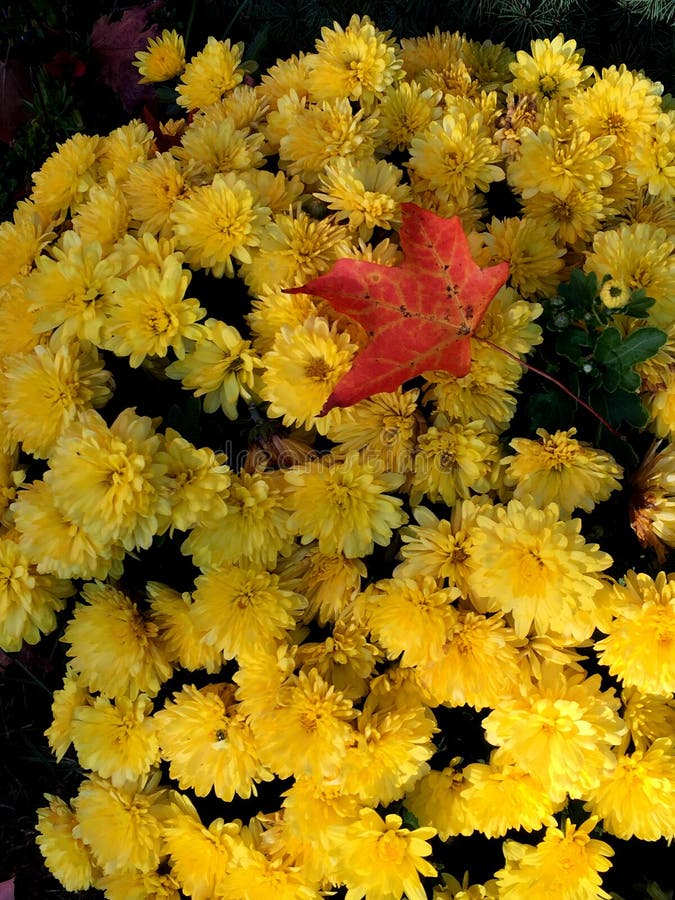 Yellow Mums with Fall Reminder Stock Image - Image of fall, autumn ...