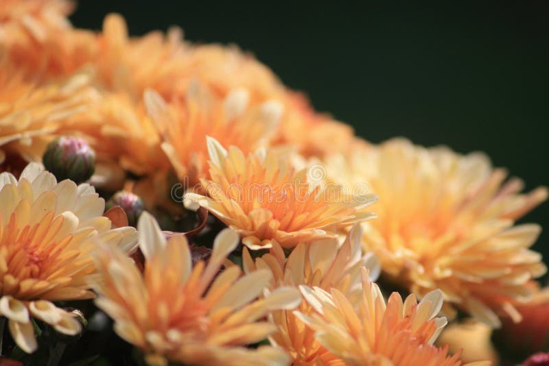Yellow mums stock image. Image of chrysanths, pollen - 43950741