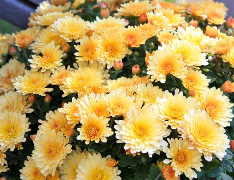 Yellow mums stock image. Image of flower, plant, flowers - 43950745