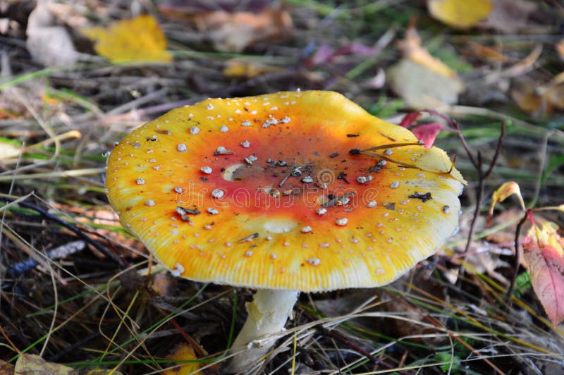Mushroom - Yellow Toadstool Stock Image - Image of ibotenic, nature ...