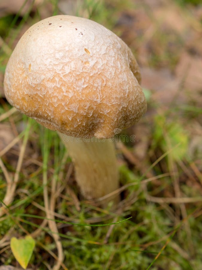 Yellow Mushroom in the Forest Stock Image - Image of cortinarius ...