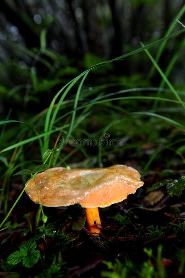 Yellow Mushirooms Stock Photos - Free & Royalty-Free Stock Photos from ...