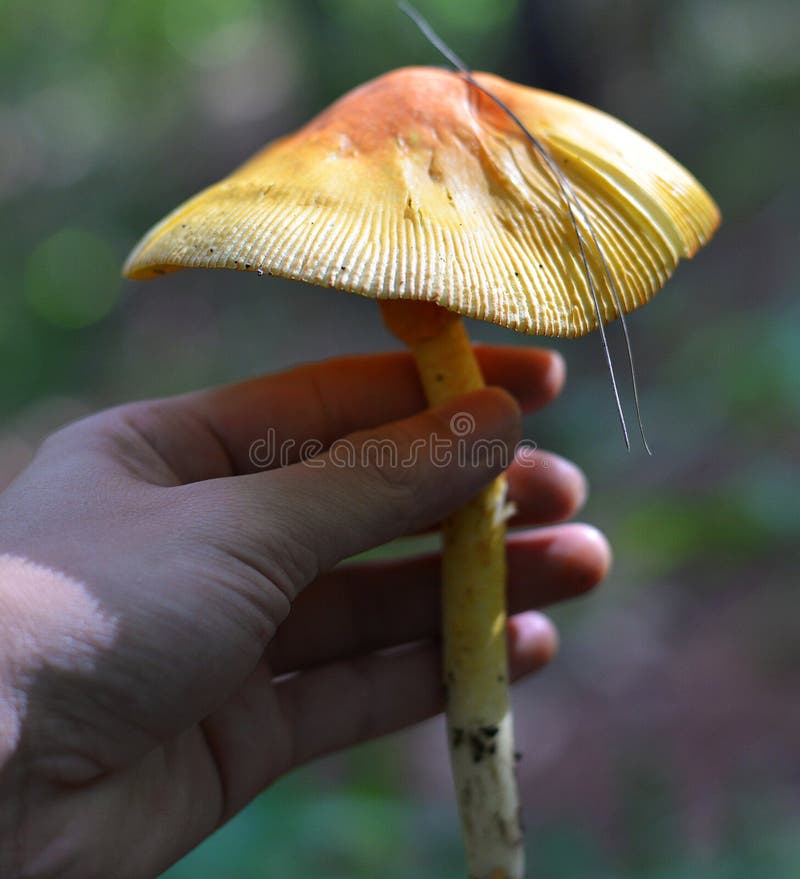 Mushrooms in hand stock photo. Image of yellow, tree - 92726320