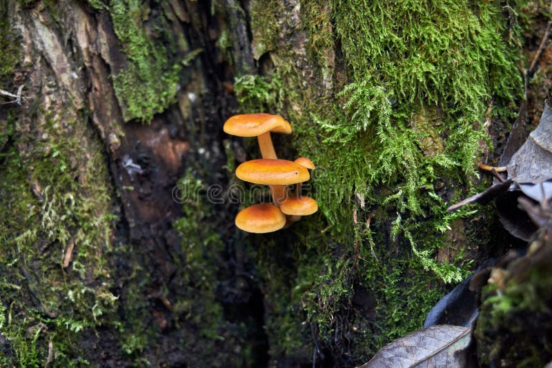 Yellow Mushrooms on a Stump Stock Photo - Image of natural, yellow ...