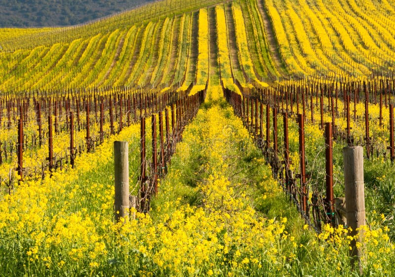 Yellow Mustard Bloom in Napa, California Stock Photo - Image of nature ...