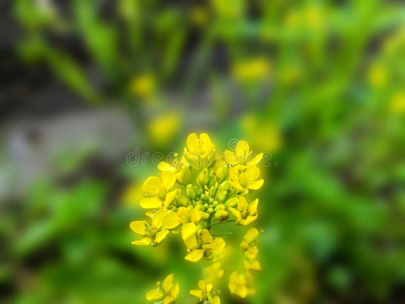 Yellow Mustard & X28;Brassica Rapa& X29; Flowers with a Blurred ...