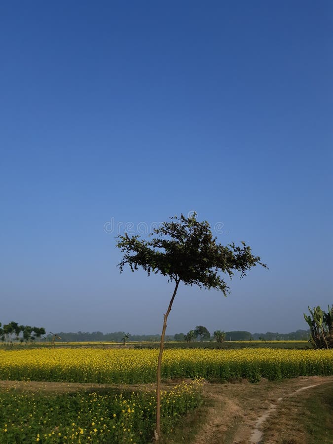 Mustard Tree Land and Blue Sky at Sunset Stock Image - Image of horizon ...