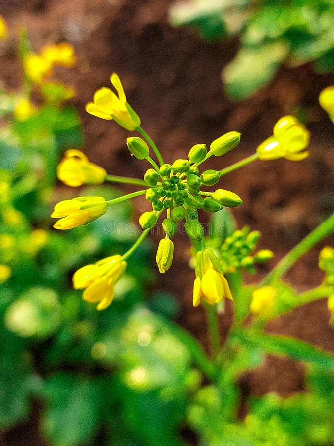Yellow Mustard Plant Flower Stock Photo - Image of blossom, green ...