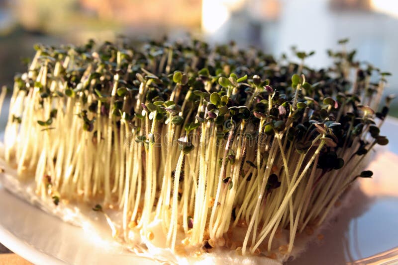 Yellow Mustard Sprouts, Young Leaves and Stems Stock Image - Image of ...