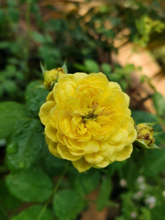 Yellow my love rose stock image. Image of yellow, love - 245820385