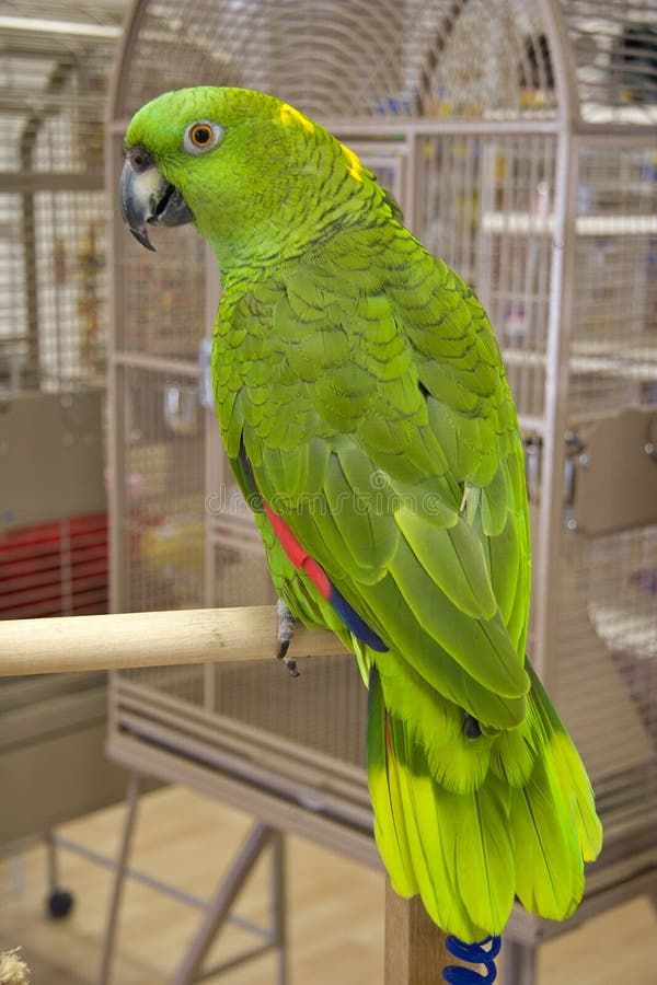 Yellow Naped Amazon stock image. Image of pets, pretty - 2158807