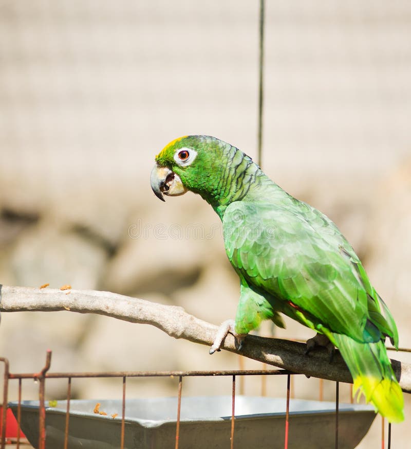 Yellow-naped Amazon Parrot stock photo. Image of naped - 25386618