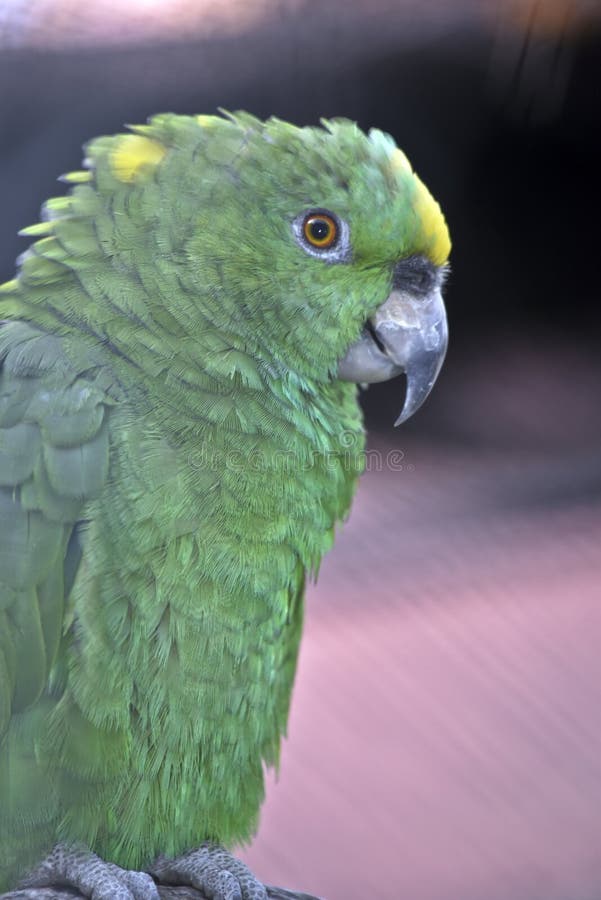 A Yellow-naped Amazon stock photo. Image of wildlife - 144501002