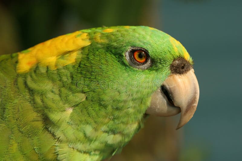 Yellow-naped Parrot stock image. Image of endangered - 22168187