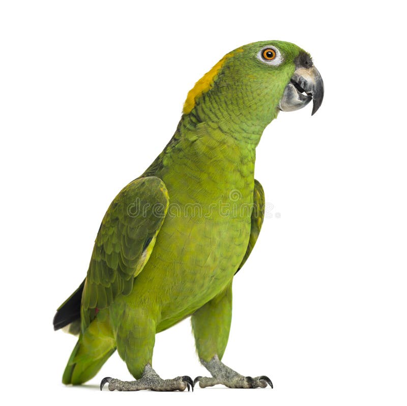 Parrot looking at you stock photo. Image of sony, parrot - 231562676