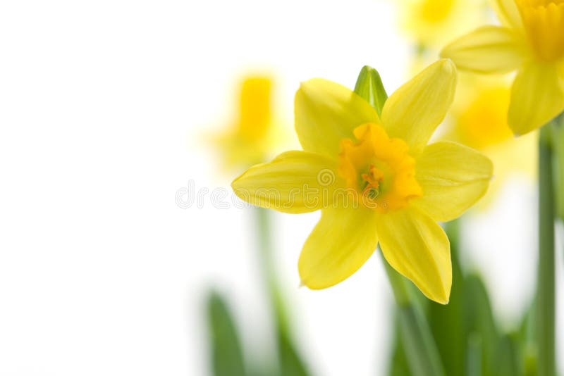 Daffodil plants stock photo. Image of petal, minimalist - 2315068