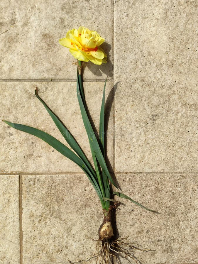 Yellow Narcissus Flower with Root and Bulb on Stone Background Stock ...