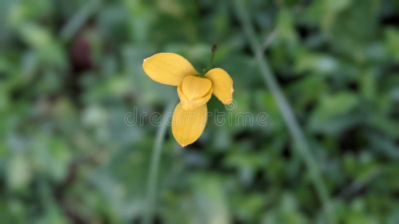 Yellow Nargis plant flower stock image. Image of plant - 220100855