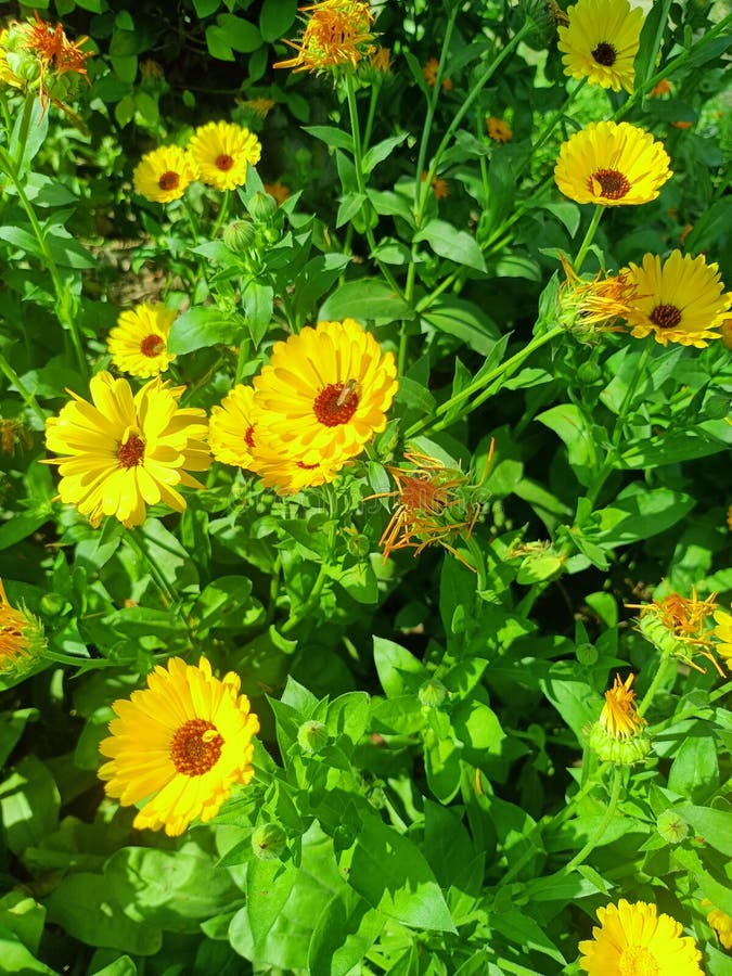 Yellow Nataly Stock Photos - Free & Royalty-Free Stock Photos from ...