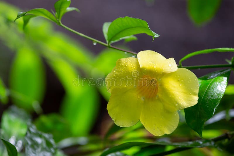 A Yellow Native Flower of Madagascar with Small Raindrops Stock Image ...