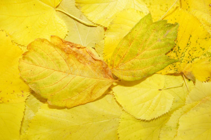 Yellow Natural Background of Fallen Leaves Stock Photo - Image of ...