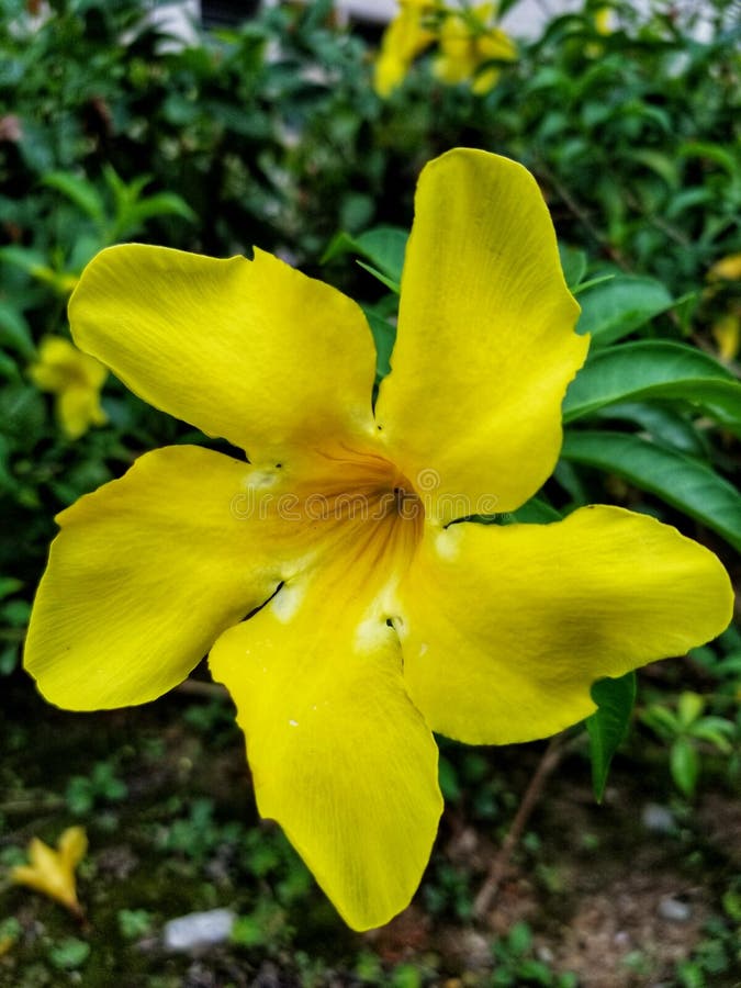 The Yellow Natural Flower that Grows in the Garden Stock Image - Image ...