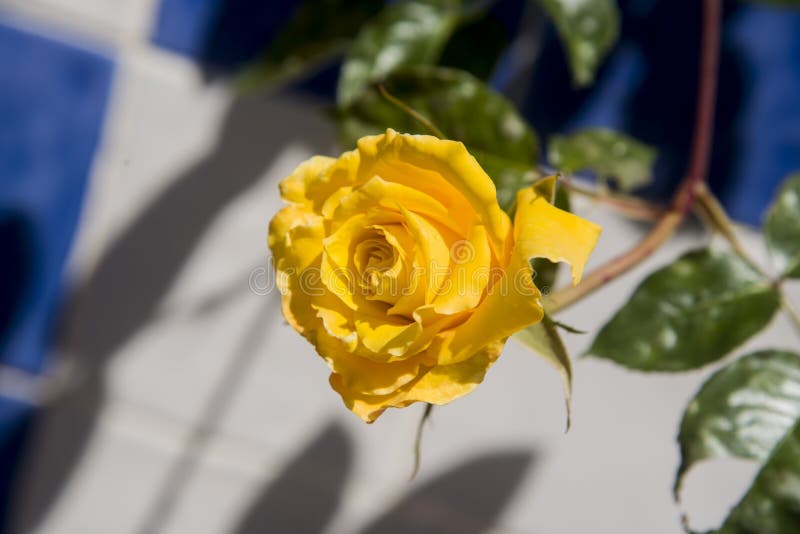 Yellow Natural Rose on Colored Tiles at Garden Stock Image - Image of ...