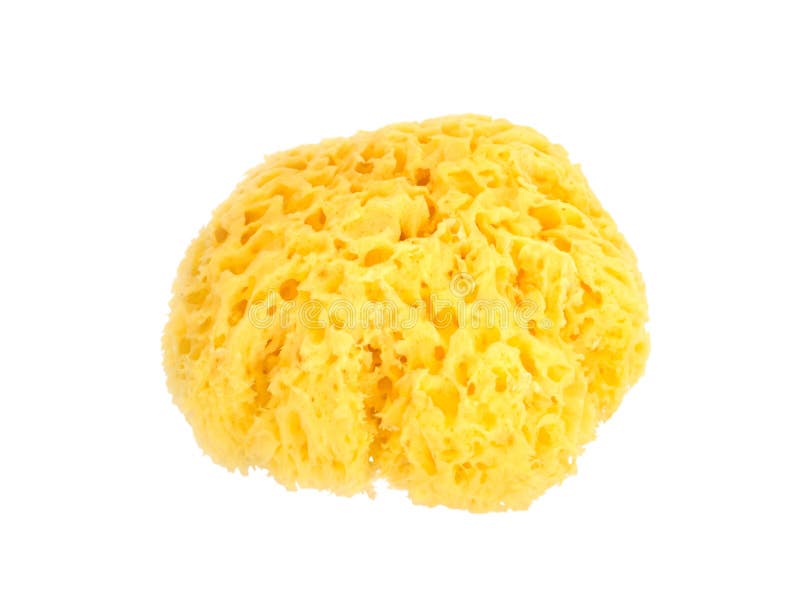 Yellow Natural Sponge Isolated on White Stock Photo - Image of round ...