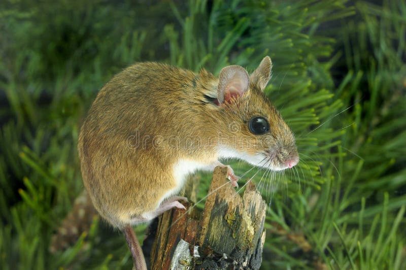 Yellow Necked Mouse in Forest Stock Photo - Image of necked, leaf: 24787980
