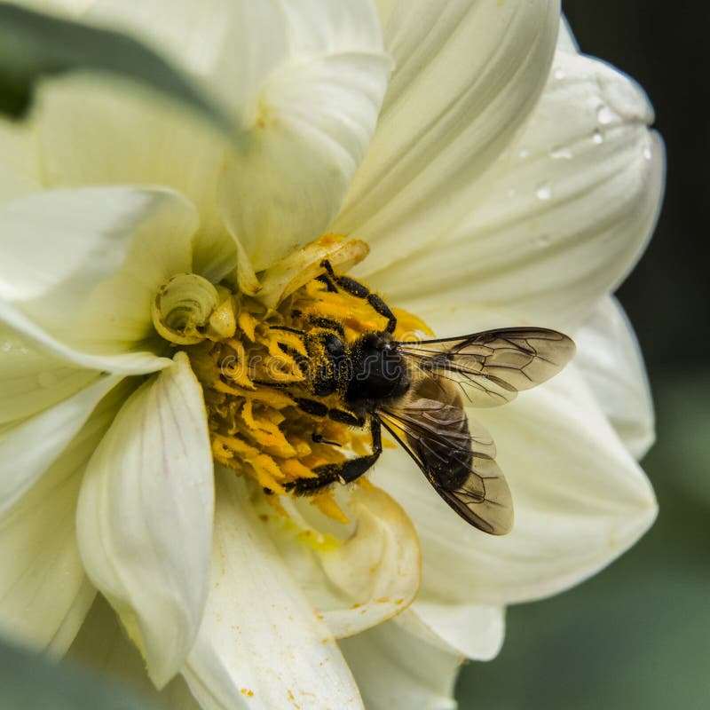 The Yellow Nectar stock photo. Image of nectar, mothernature - 49931608