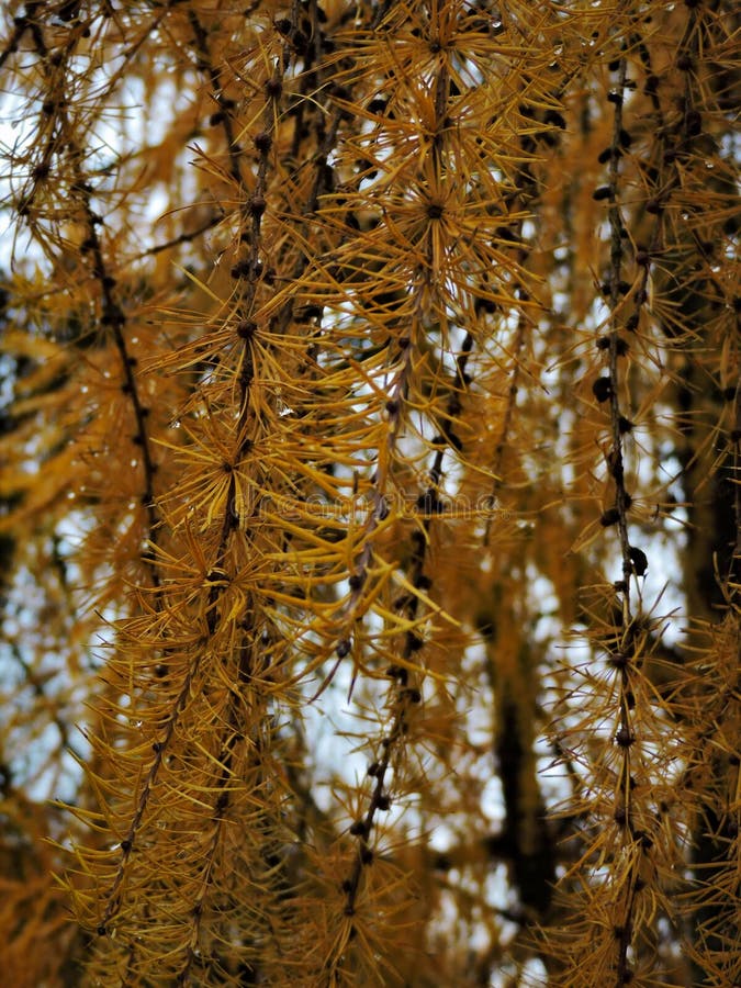 Yellow needle tree stock photo. Image of leaf, tree - 203271038