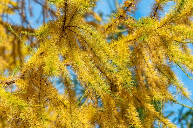 Yellow Needles on Larch Tree in Autumn. Stock Image - Image of ...