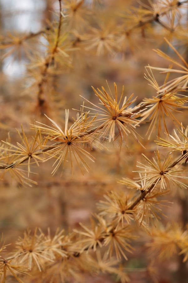 Yellow Needles on a Pine Tree in a German Forest Stock Photo - Image of ...
