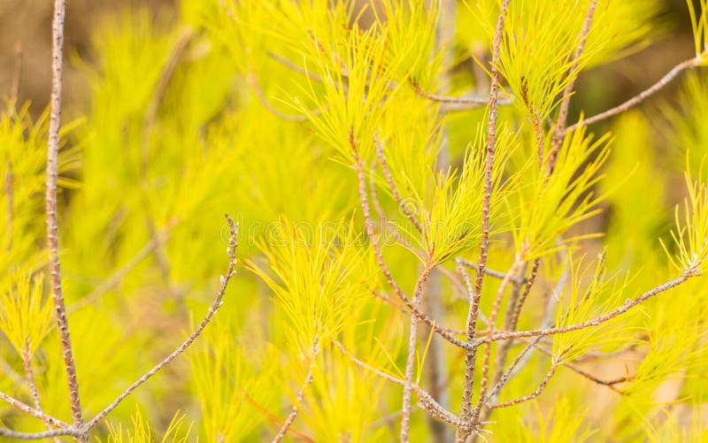 Yellow Needles on a Pine Tree Stock Image - Image of natural, beautiful ...
