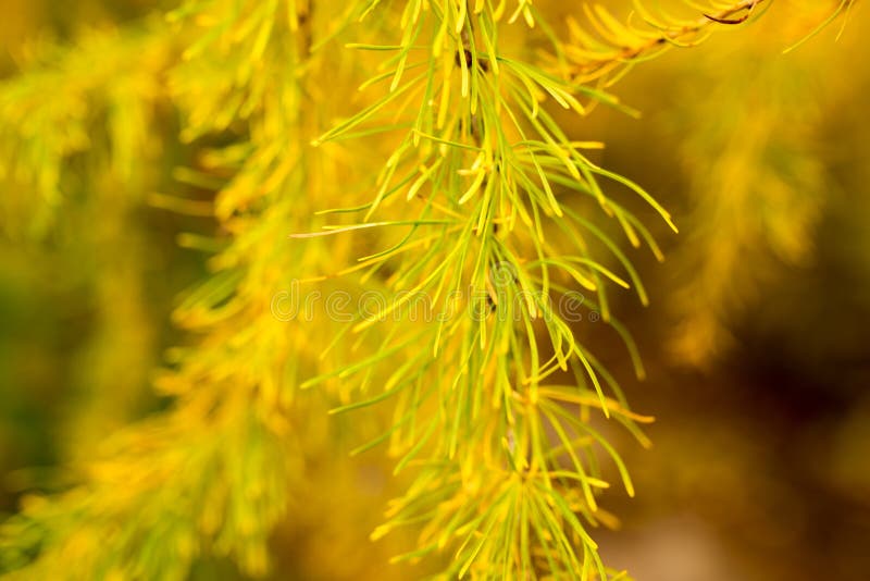 Yellow needles on a tree stock image. Image of flora - 102470359