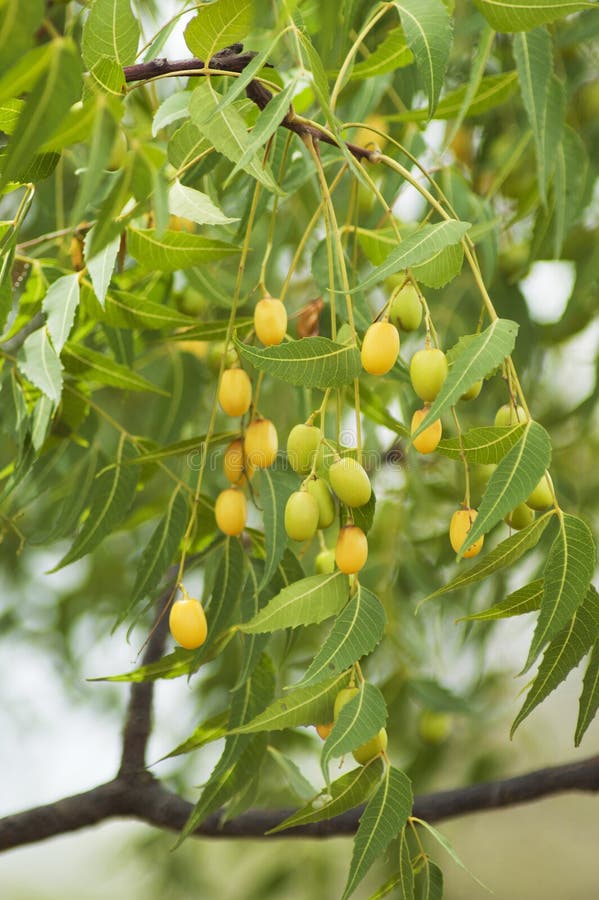 Neem Tree Stock Photos - Download 1,844 Royalty Free Photos
