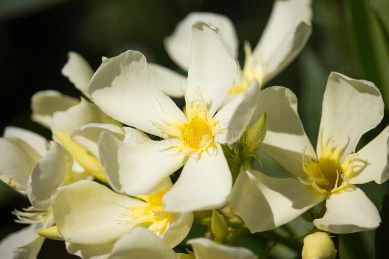 Yellow Nerium Oleander, Flowers on Sunset Stock Photo - Image of ...