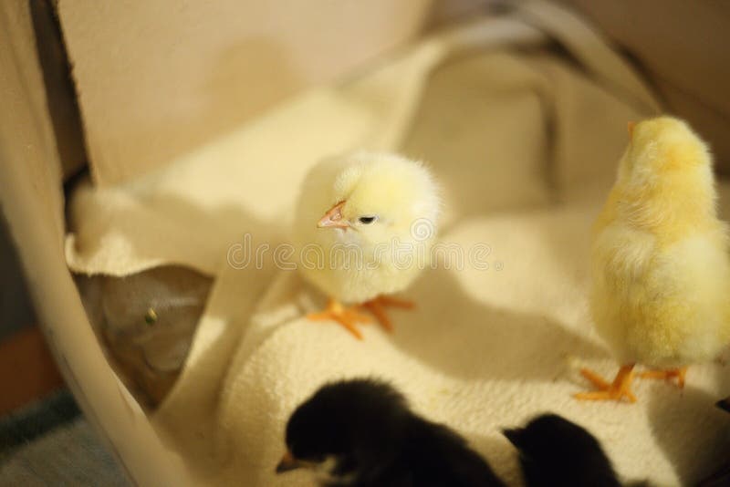 A Yellow Newborn Chicken is Standing, Looking at the Camera. Posing ...