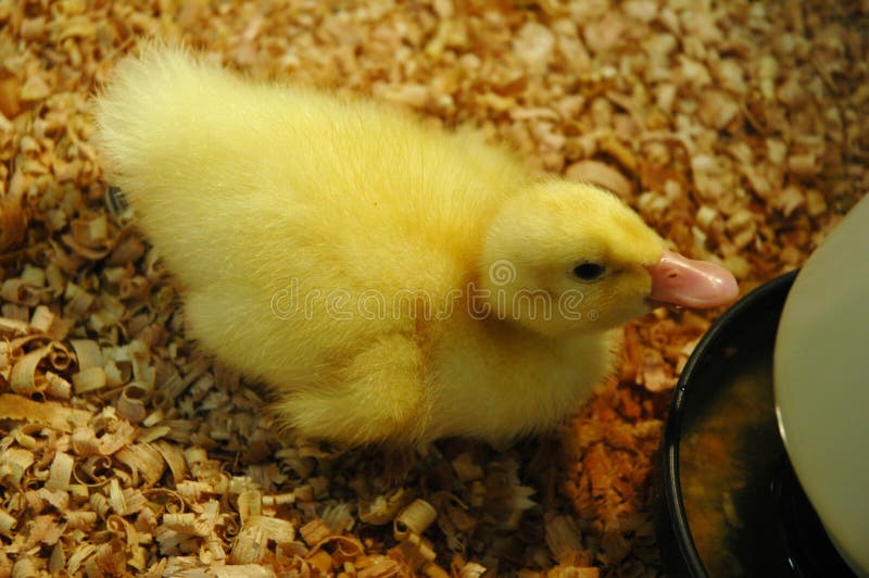 Yellow Newborn Duckling stock photo. Image of yellow - 12879590