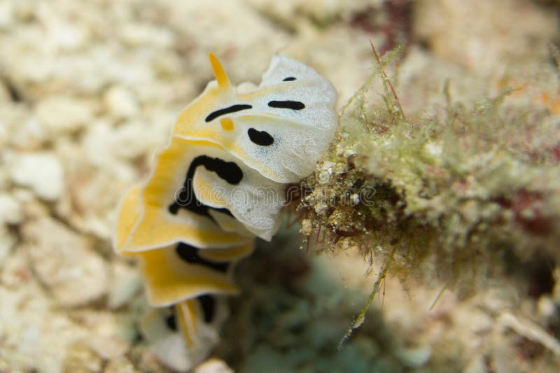 Yellow Nudibranch stock image. Image of diving, white - 74533091