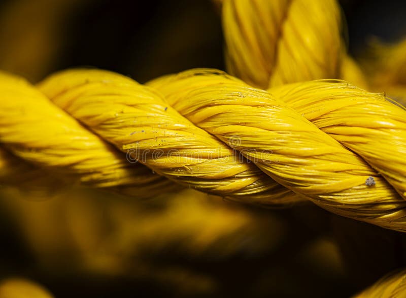 Yellow rope sponge stock image. Image of rope, life, aplysinidae - 40284689
